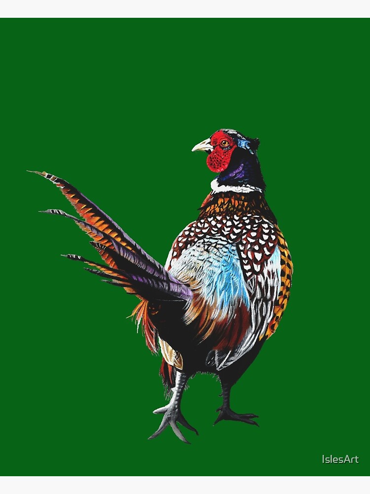 "Pheasant green background - pheasants - game bird- Pheasant art " Art ...