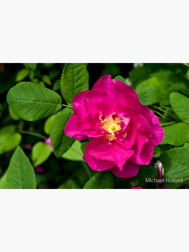 "Hansa Rose (Rosa rugosa 'Hansa') Flower." Photographic Print for Sale ...