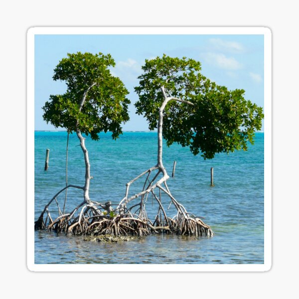 "Mangroves In Blue Ocean Scenery" Sticker for Sale by NaturalBlends ...