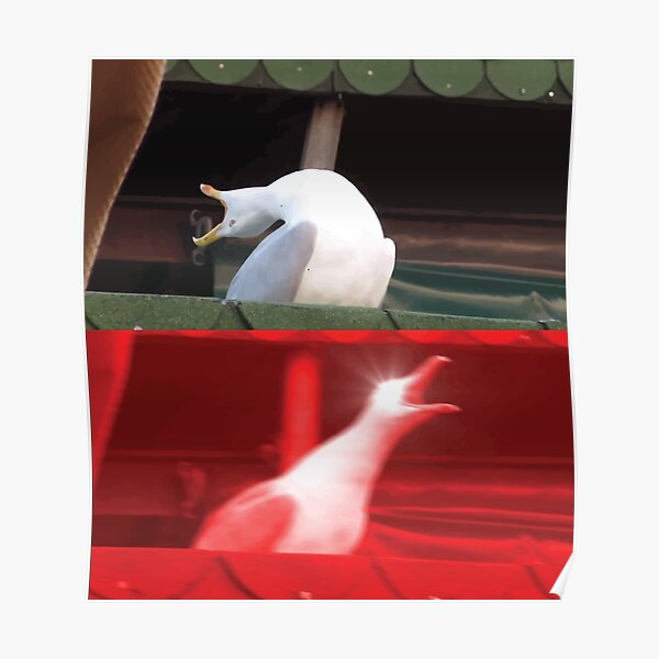  Inhaling Seagull Meme Poster For Sale By TheSweven Redbubble