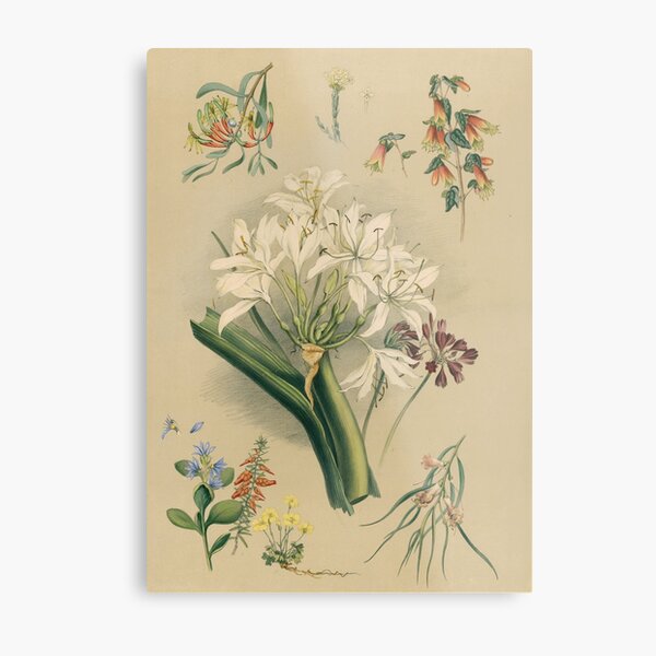 "South Australian Botany - native flowers" Metal Print for Sale by ...