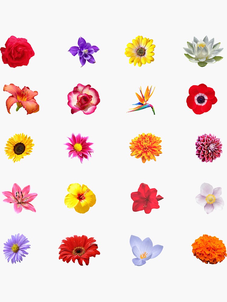 "All the Flowers | Bright colorful flower display | Floral Sticker Pack ...