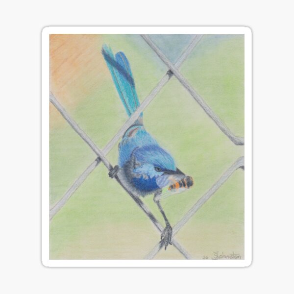 "Splendid Blue Wren with dinner" Sticker by memsgran | Redbubble