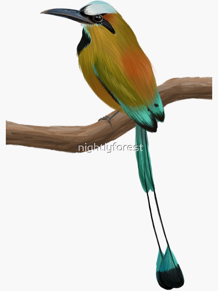 "Motmot bird illustration " Sticker for Sale by nightlyforest | Redbubble