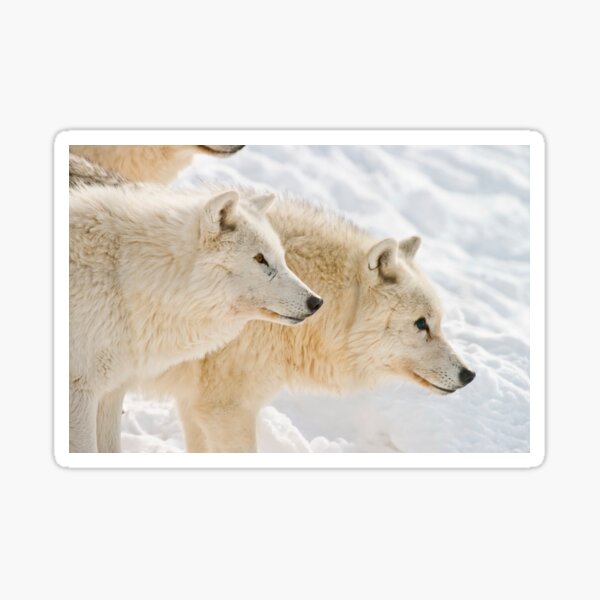 "Arctic Wolves" Sticker for Sale by WolvesOnly | Redbubble