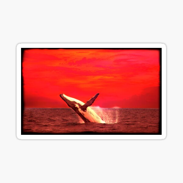 "Humpback Whale Breaching Near Puerto Lopez, Ecuador XIII" Sticker by ...