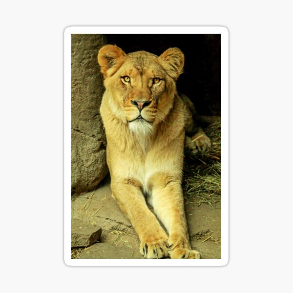 "Lioness" Sticker for Sale by SmashCustoms | Redbubble