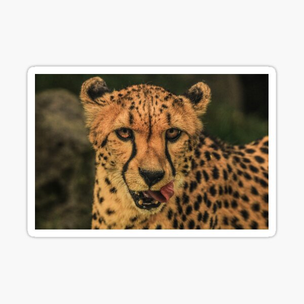 "Cheetah" Sticker for Sale by SmashCustoms | Redbubble