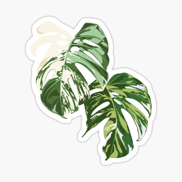 "Variegated Monstera Magic" Sticker by theallegra | Redbubble