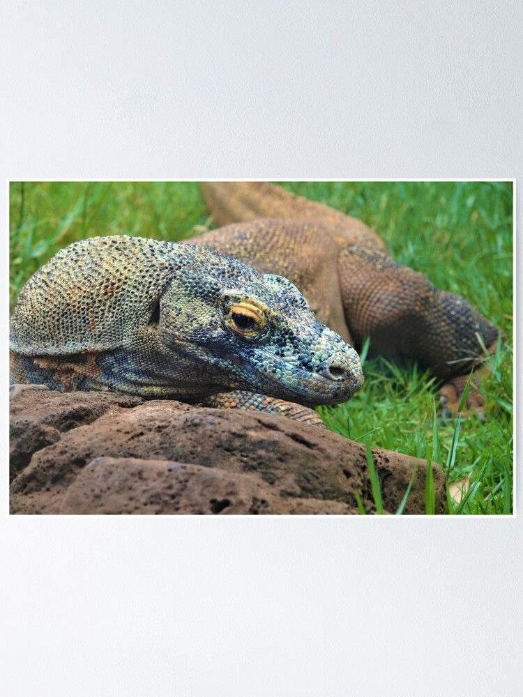 "Lizard " Poster by Mark-GMS | Redbubble