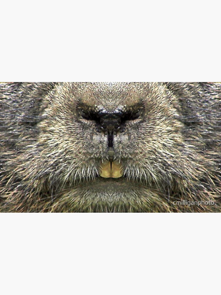 "Alpine Marmot Face Photo Facemask" Sticker by cmilliganphoto | Redbubble
