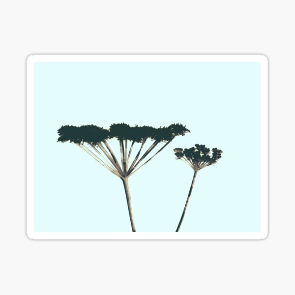 "Cow Parsley" Sticker for Sale by rosedew | Redbubble