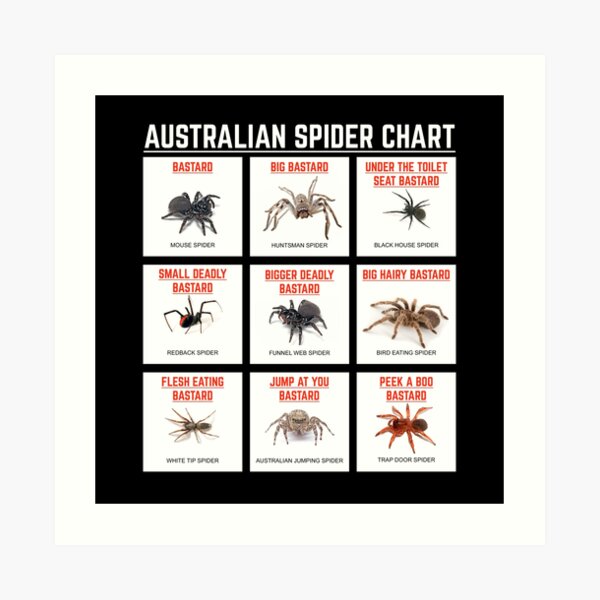 "Funny Australian Spider Chart" Art Print by CarlCraddock | Redbubble