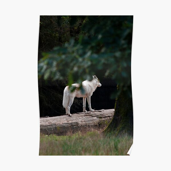 "Hidden" Poster by DelphineComte | Redbubble