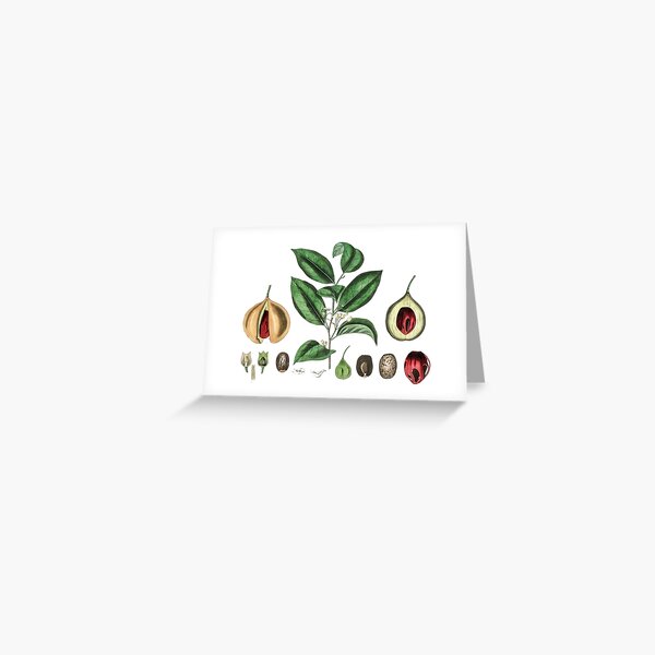 "Nutmeg Vintage Botanical Illustration " Greeting Card for Sale by ...