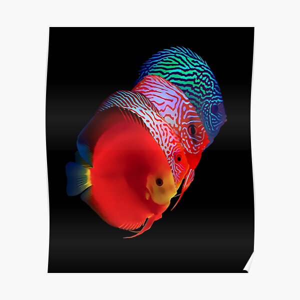 "Discus Fish Shirt" Poster for Sale by GFishy | Redbubble
