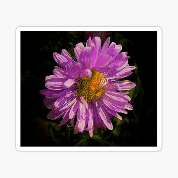 "Aster" Sticker for Sale by Guardi71 | Redbubble