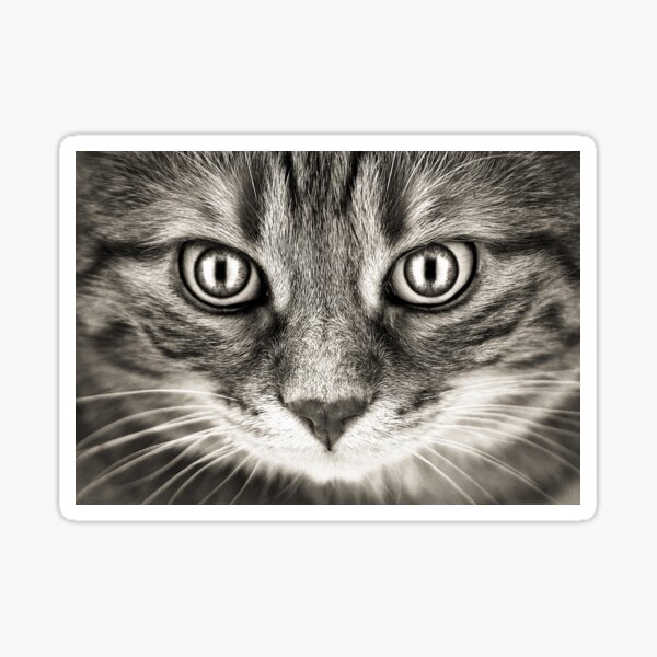 "BAD CAT STARE" Sticker for Sale by thedvguy | Redbubble