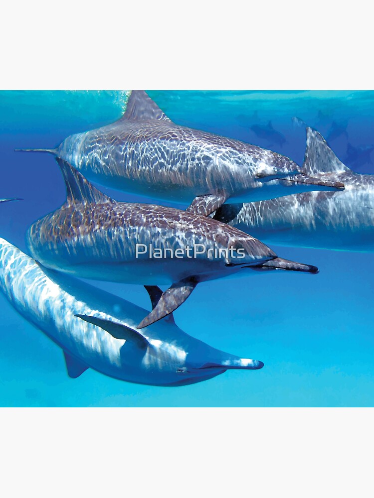 "Undersea Adventure with a Dolphin Pod" Sticker by PlanetPrints | Redbubble