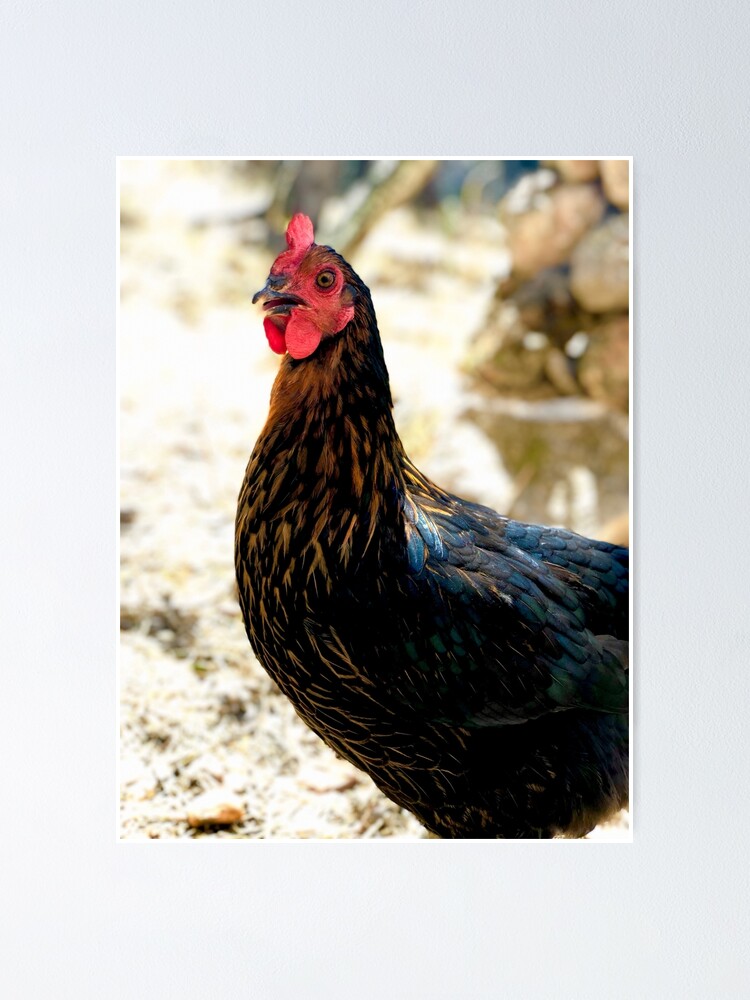 "Chick" Poster by Antonello78 | Redbubble