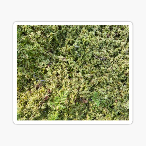 "Forest Green Moss Ground Nature" Sticker for Sale by BigLoro | Redbubble