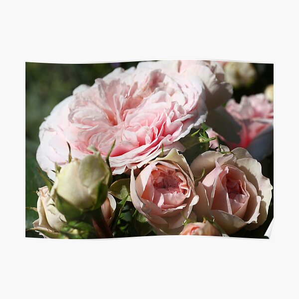 "Rose Maria Theresia" Poster by MaCross | Redbubble