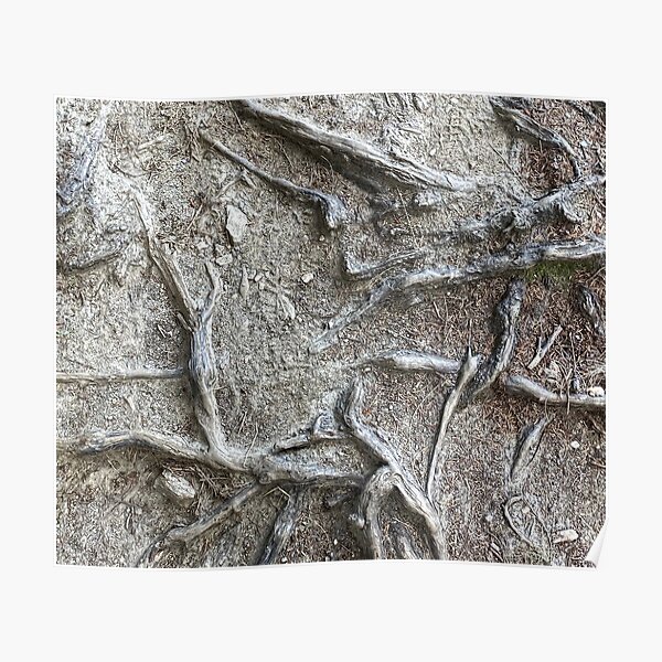 "Tree Roots Forest Ground Nature" Poster by BigLoro | Redbubble