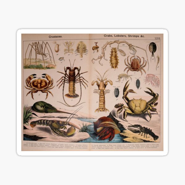"Sea creatures ocean lobsters crabs shellfish marine life #2" Sticker ...