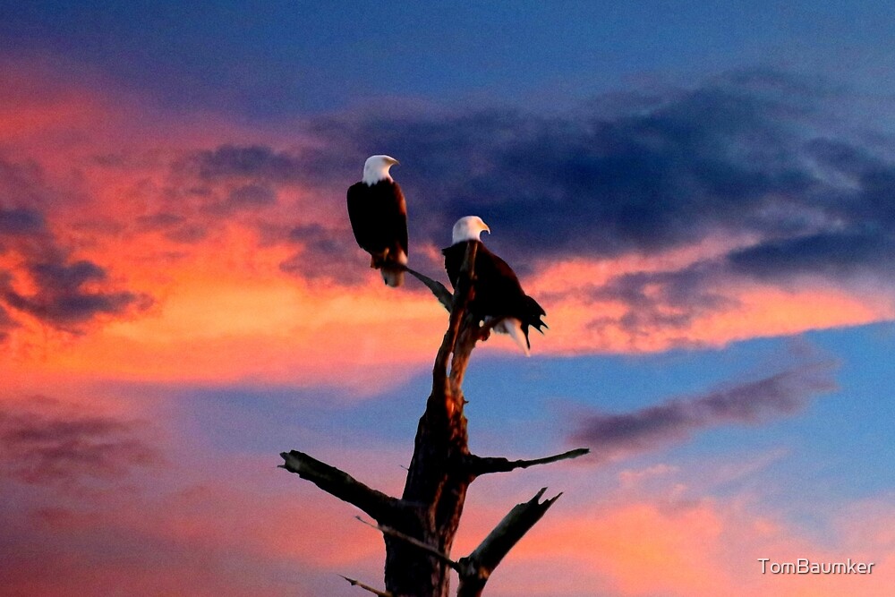 "BALD EAGLE SUNSET" by TomBaumker | Redbubble