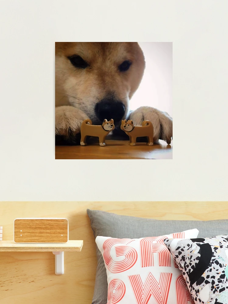 Kiss Doge Memes A Funny Little Look At The Insides Of A Dog Trainers