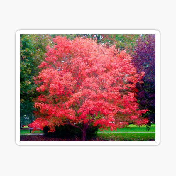 "Red Maple Tree" Sticker by Shulie1 | Redbubble