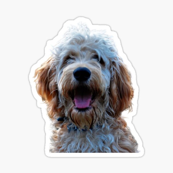 "DOGGO" Sticker for Sale by thecavapootales | Redbubble