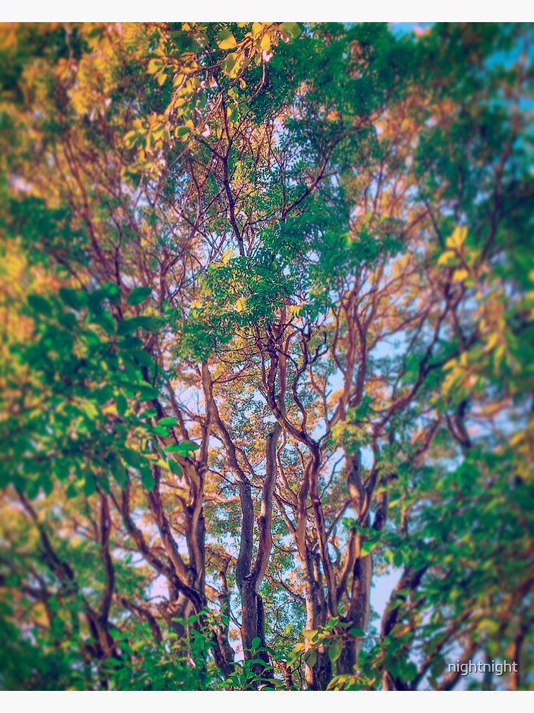 "Tree Filigree" Sticker for Sale by nightnight | Redbubble