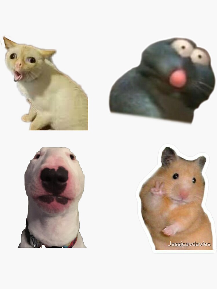 "Meme animal sticker pack " Sticker by Jessicavdavies | Redbubble