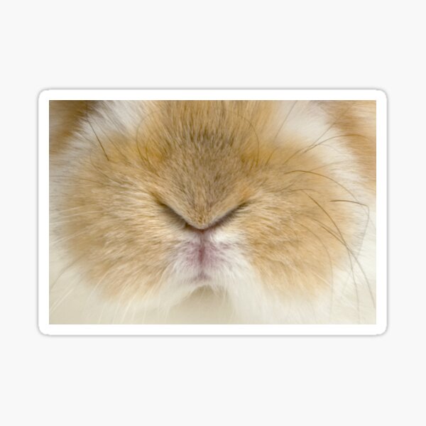 "Funny animal mask - little tan and white rabbit nose, nostrils, mouth ...