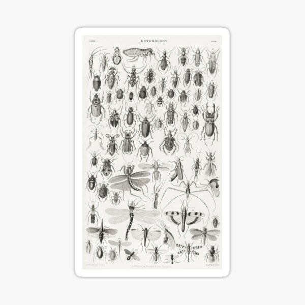 "Insect vintage realistic illustration drawing" Sticker for Sale by ...