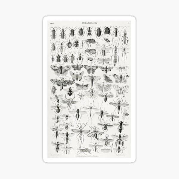 "Insect vintage realistic illustration drawing" Sticker for Sale by ...