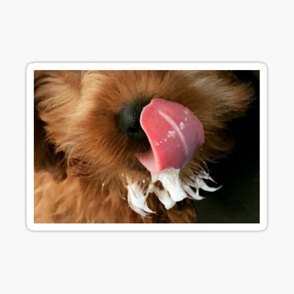 "Funny animal mask - Cavoodle (or Cavapoo) puppy licking his Puppachino ...