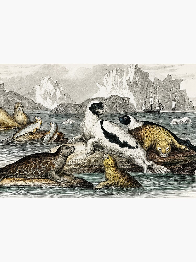 "Seal, pinniped vintage realistic illustration drawing" Mask for Sale ...