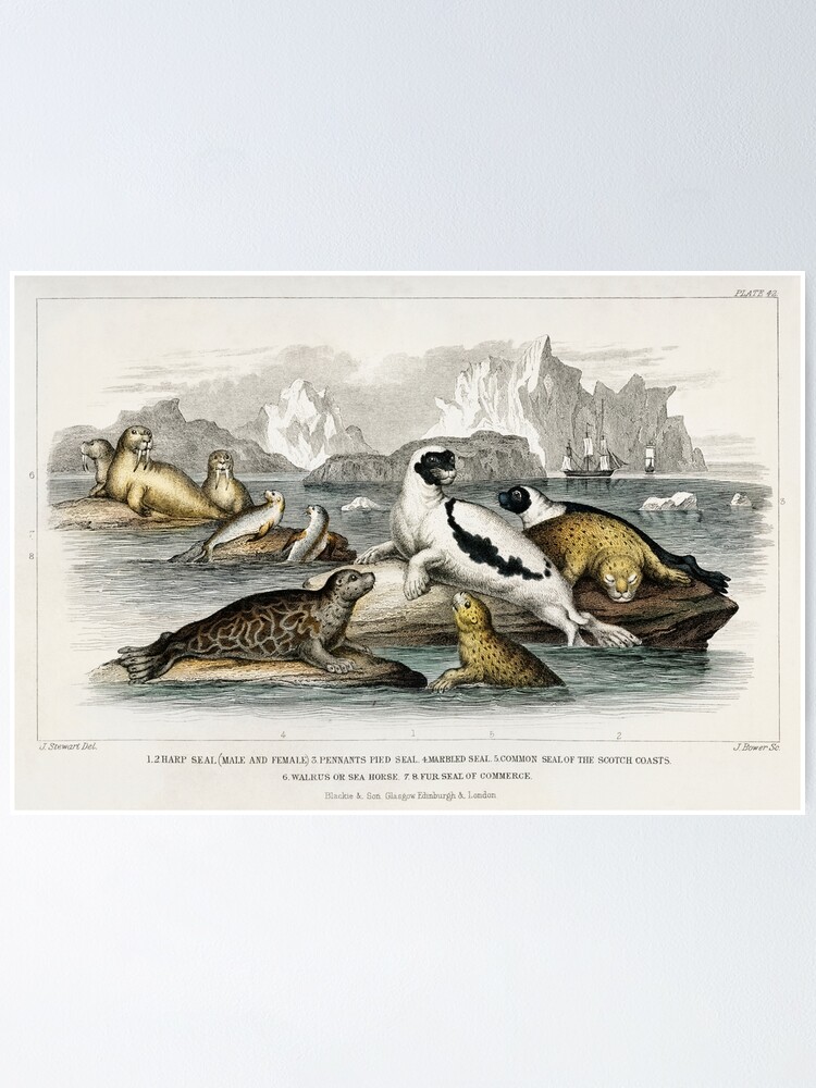 "Seal, pinniped vintage realistic illustration drawing" Poster for Sale ...