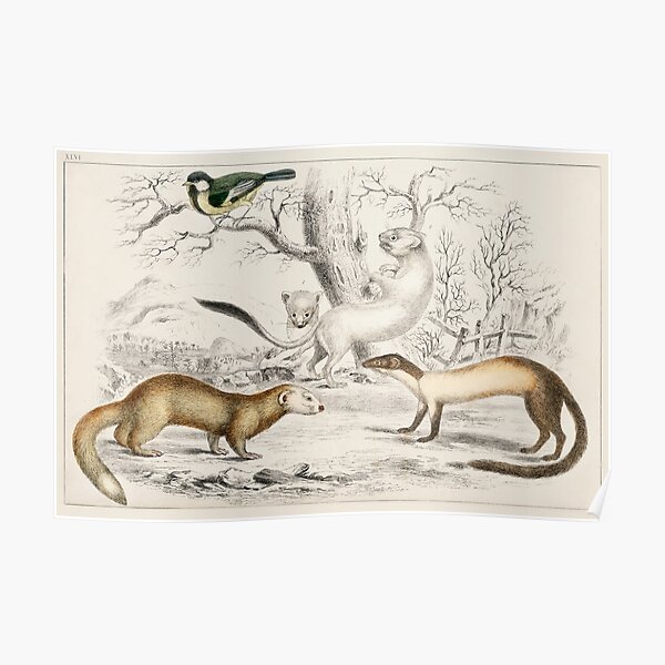 "Weasel vintage realistic illustration drawing" Poster for Sale by ...