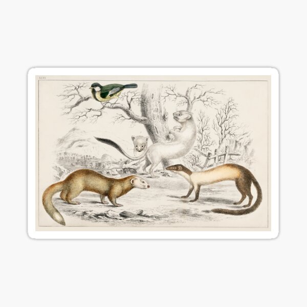 "Weasel vintage realistic illustration drawing" Sticker by ilievski ...