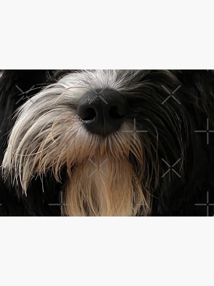 "Funny animal mask - Black and white Cavoodle (or Cavapoo) dog. Cutie ...