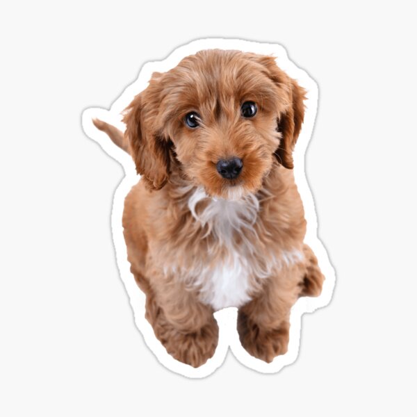 "Cockapoo" Sticker for Sale by thecavapootales | Redbubble