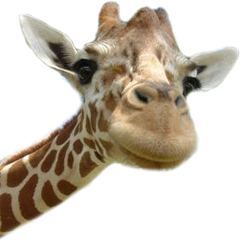 Giraffe: Stickers | Redbubble