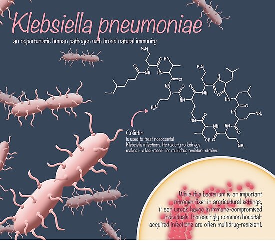"Klebsiella pneumoniae" Photographic Print by thevexedmuddler | Redbubble