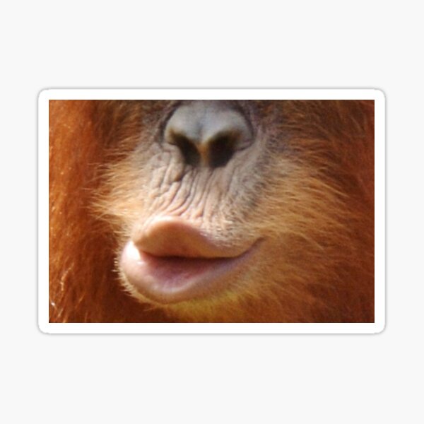 "Funny animal mask - baby orangutan ape puckering lips into a kiss ...