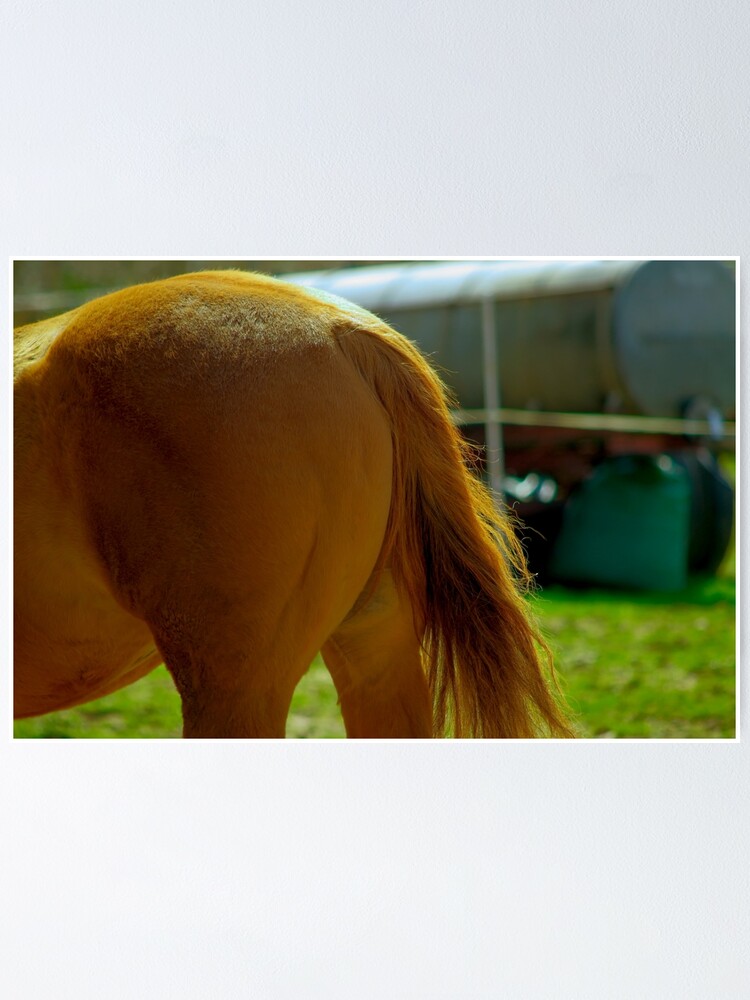"Horse bottom" Poster for Sale by Treemonk | Redbubble