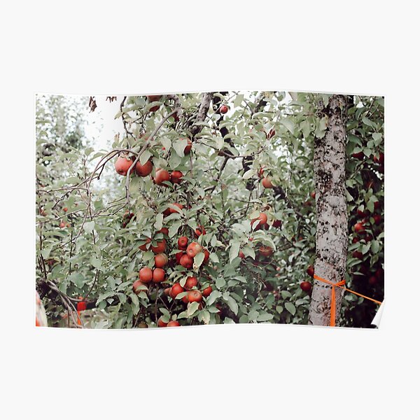 Apple Picking Posters | Redbubble