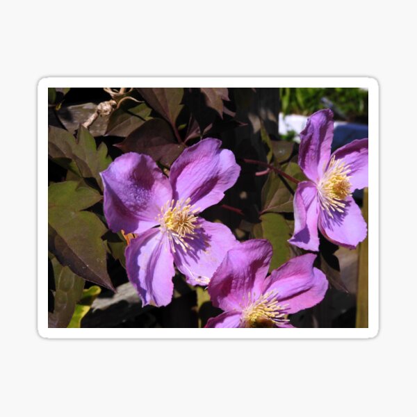 "Purple Clematis" Sticker for Sale by valerieartist | Redbubble